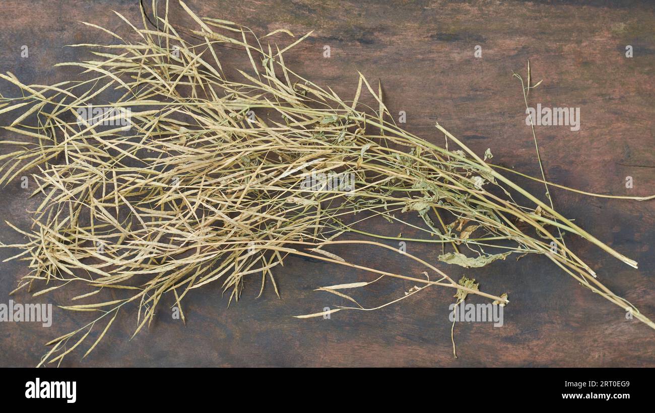 matured and dry brown mustard pods, to be threshed or separate the ...