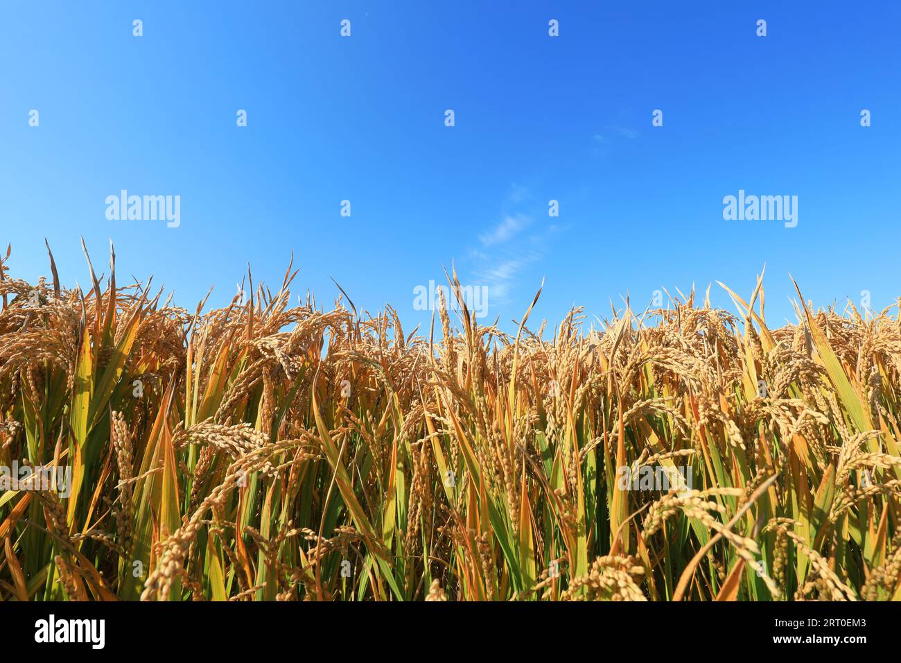 Rice field under blue sky hi-res stock photography and images - Alamy