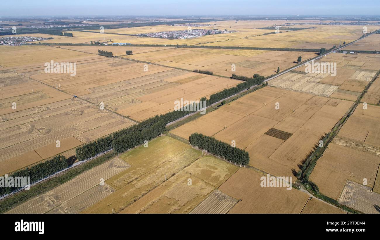 Aerial photos of rice fields in North China Plain Stock Photo - Alamy