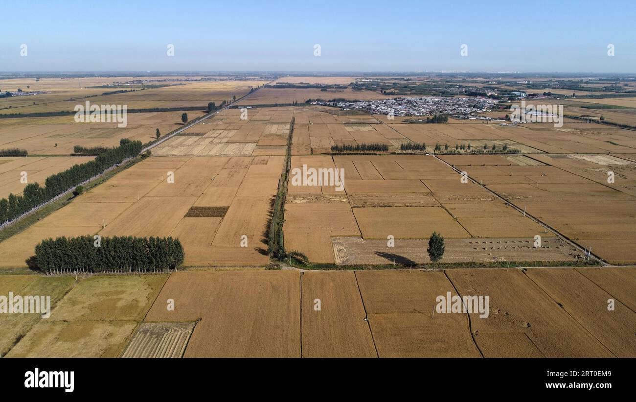 Aerial photos of rice fields in North China Plain Stock Photo - Alamy