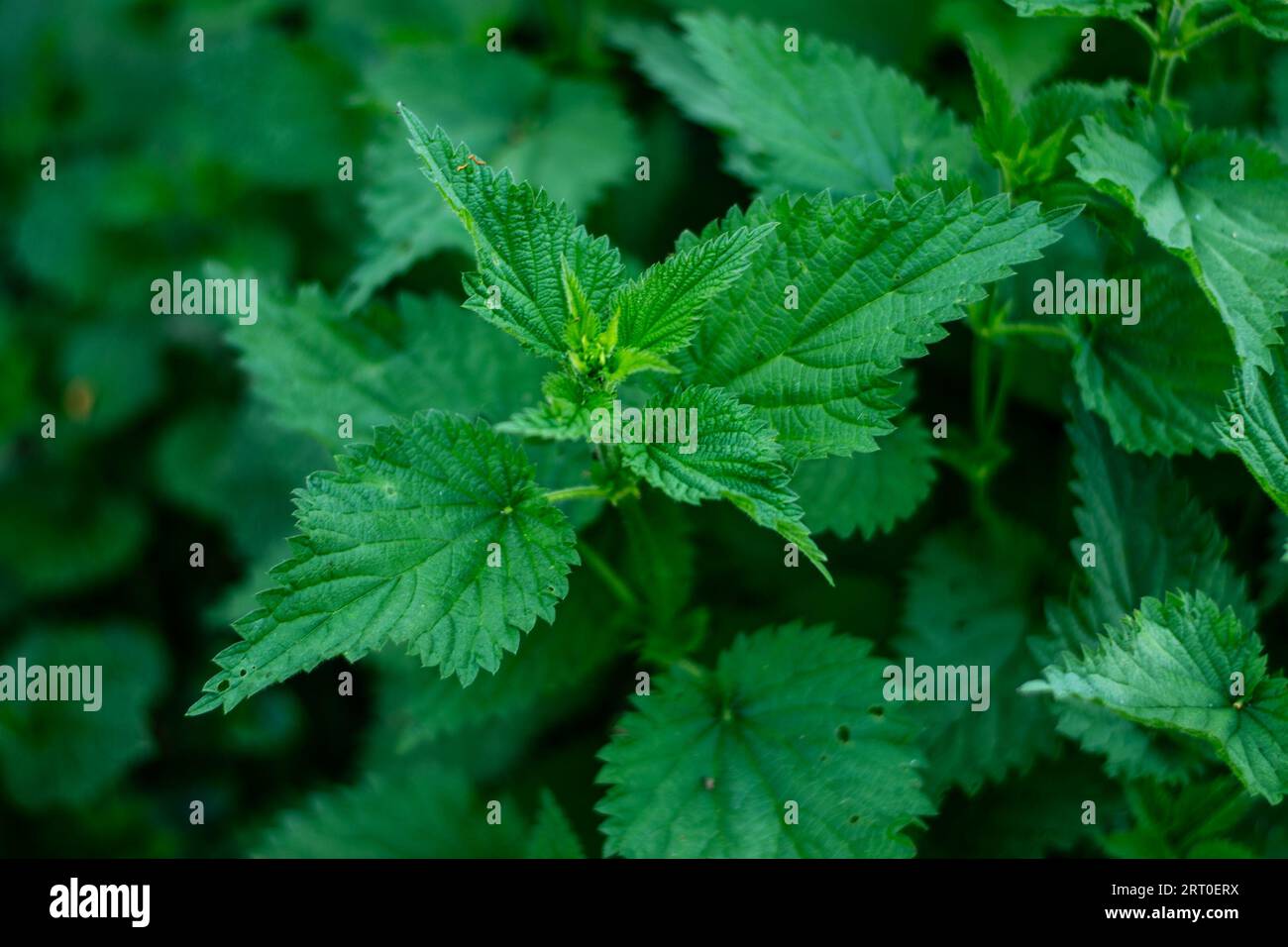 Medicinal plant. Green leaves background. Fresh nettle leaves. Thickets ...