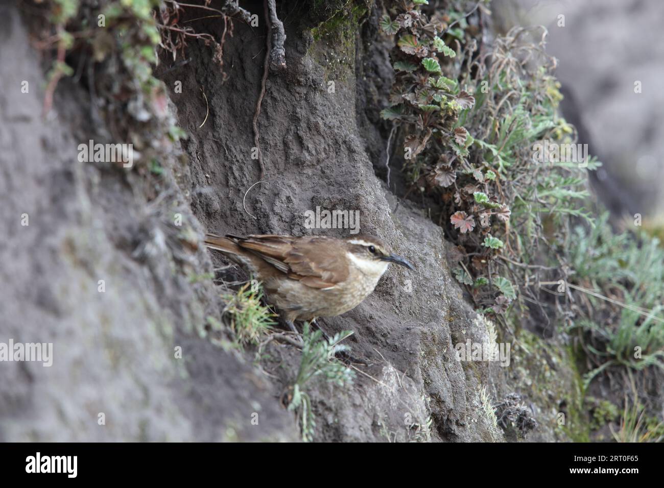 Stout hi-res stock photography and images - Alamy