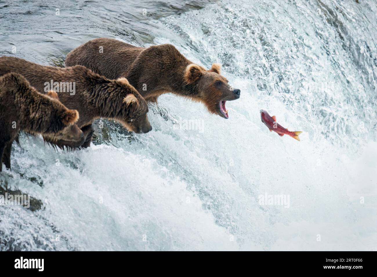 Red sockeye salmon jumping up the Brooks Falls into a brown bear’s open ...