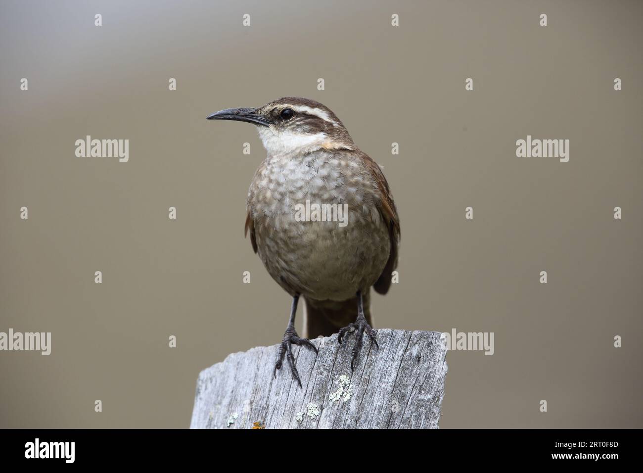 Stout hi-res stock photography and images - Alamy