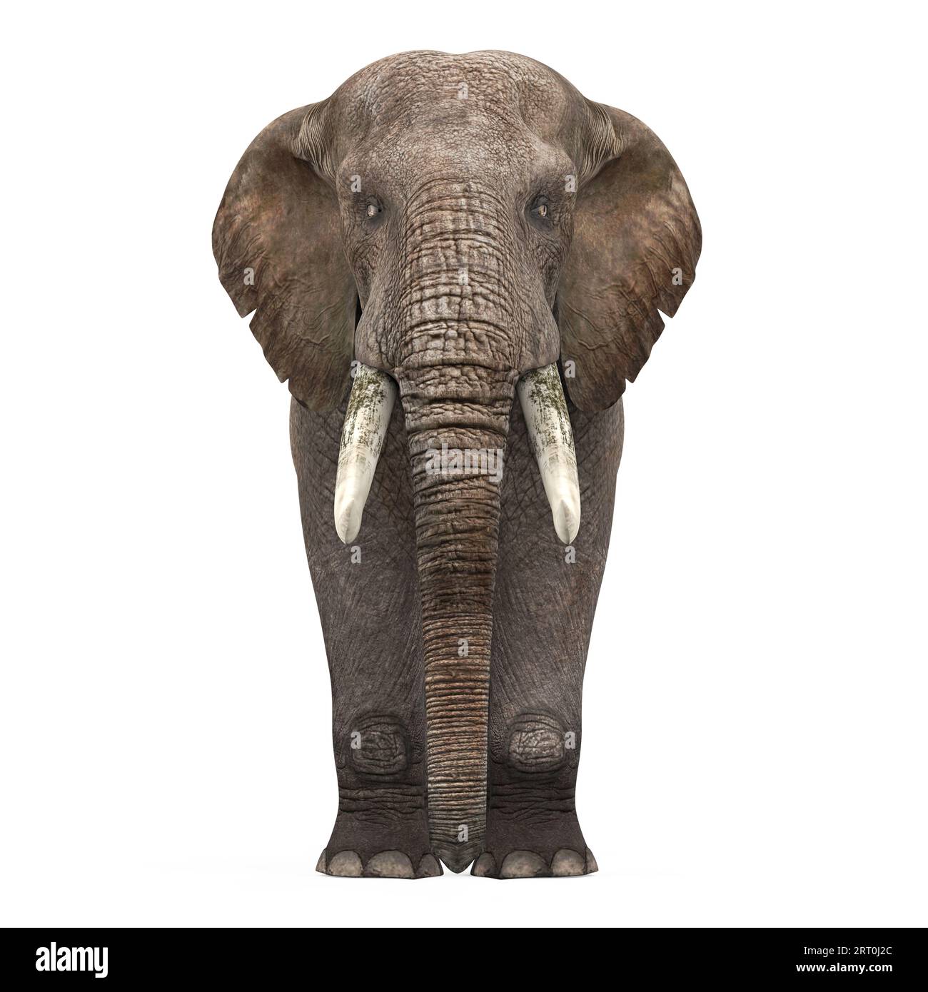 Isolated wild animal hi-res stock photography and images - Alamy