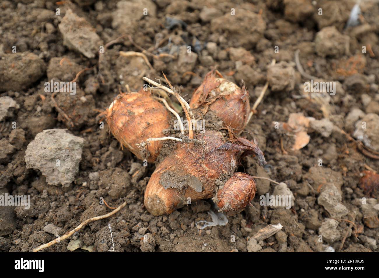Taro ground hi-res stock photography and images - Alamy