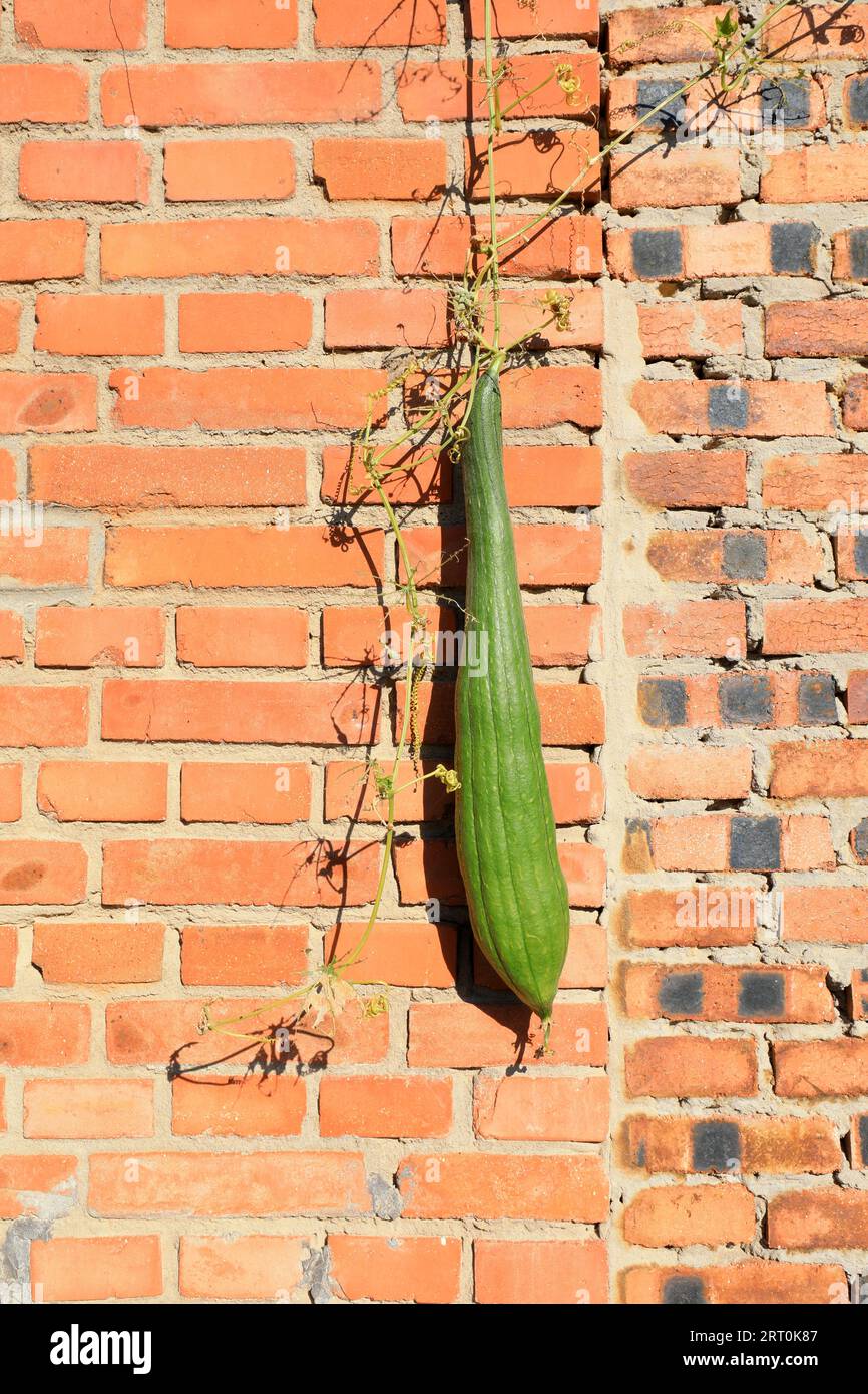 Hanging luffa fruit hi-res stock photography and images - Alamy