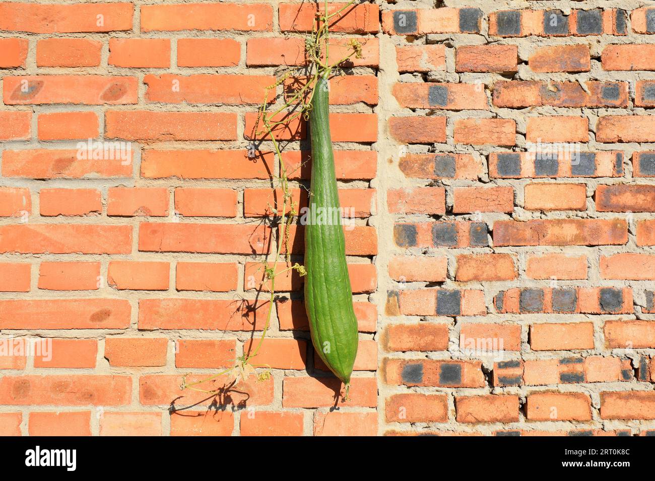 Hanging luffa fruit hi-res stock photography and images - Alamy