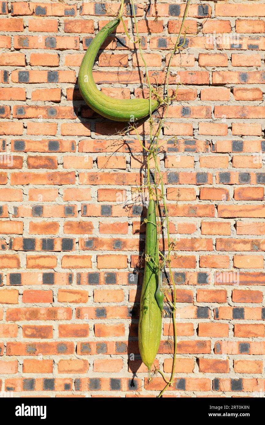 Hanging luffa fruit hi-res stock photography and images - Alamy