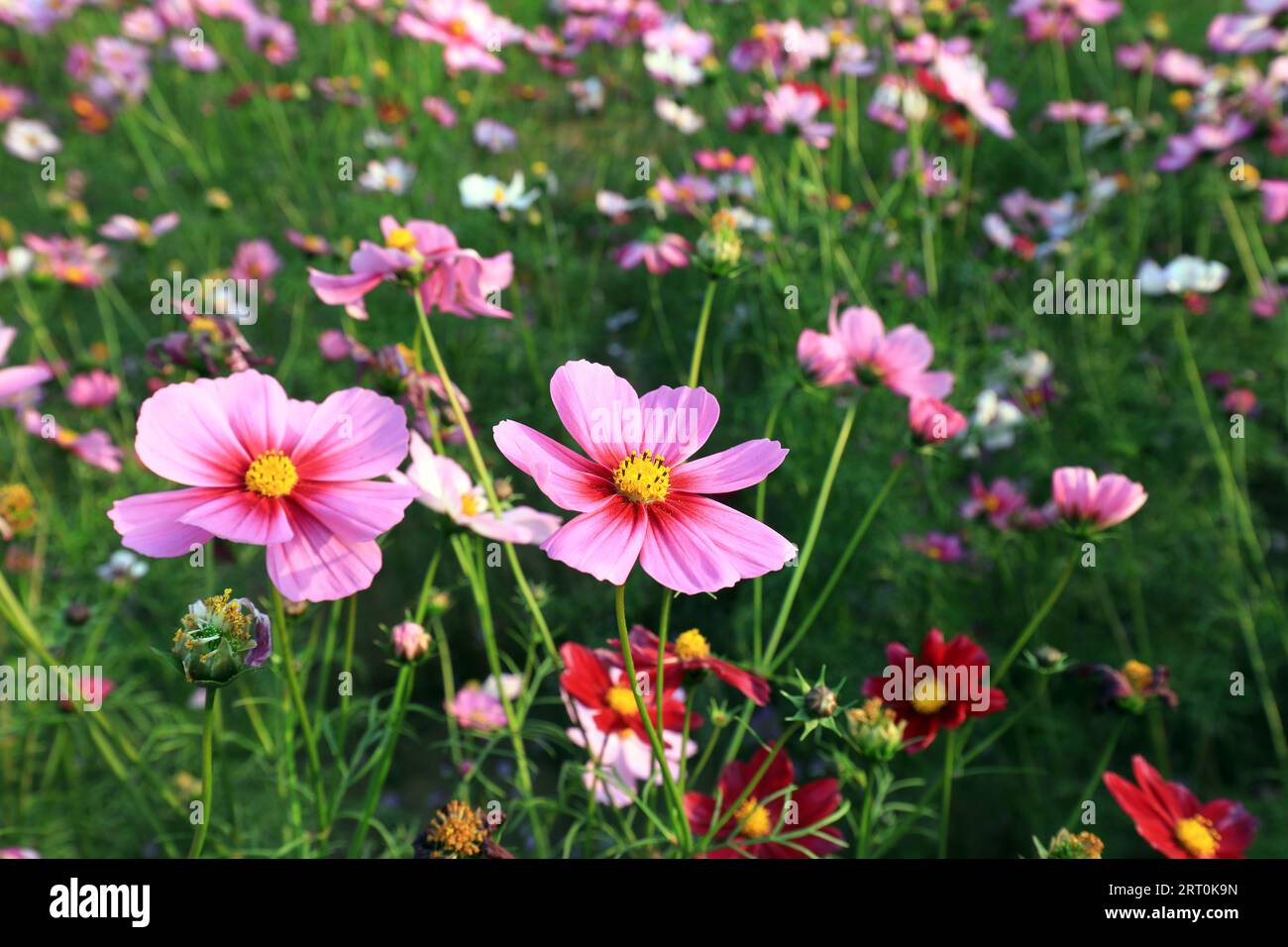 Gesang flowers hi-res stock photography and images - Alamy