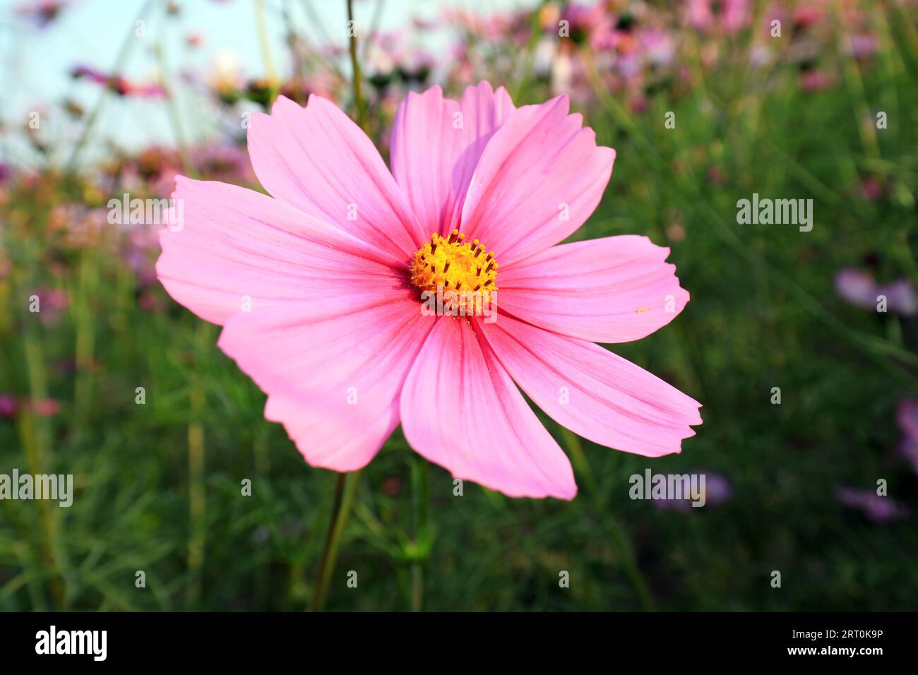 Gesang flowers hi-res stock photography and images - Alamy