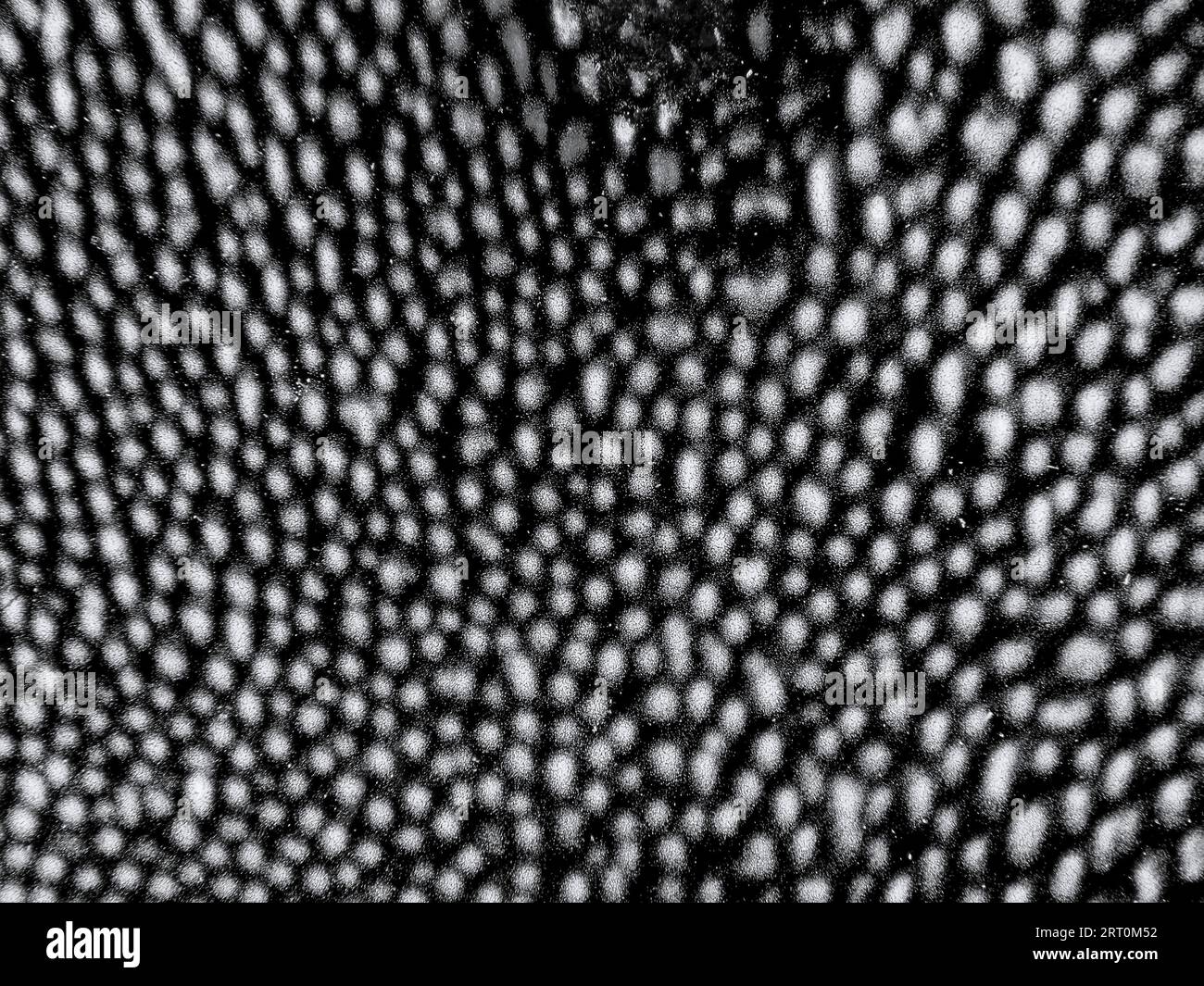 Mushroom spore print hi-res stock photography and images - Alamy