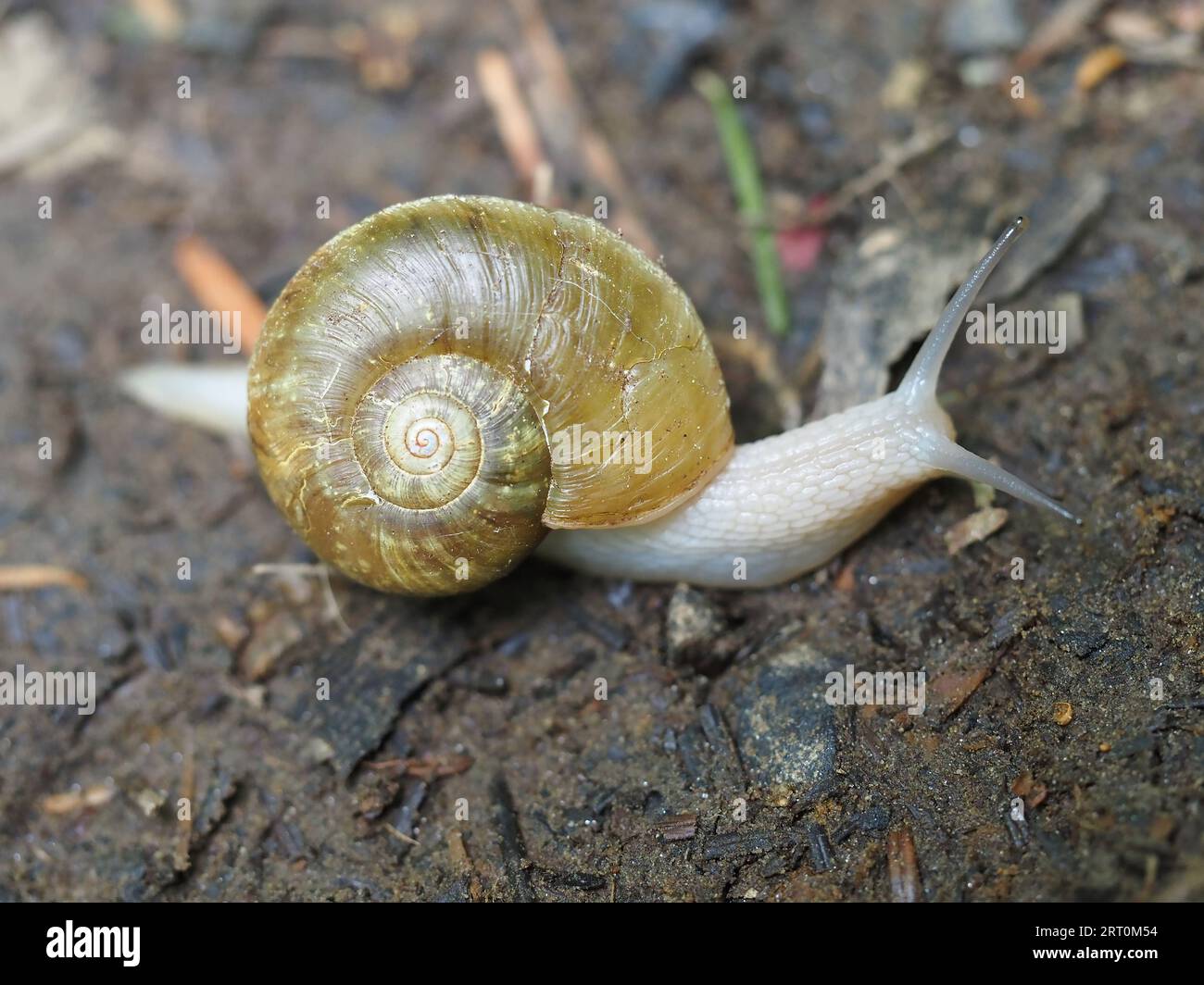 Snail identified as Haplotrema vancouverense (common name robust ...