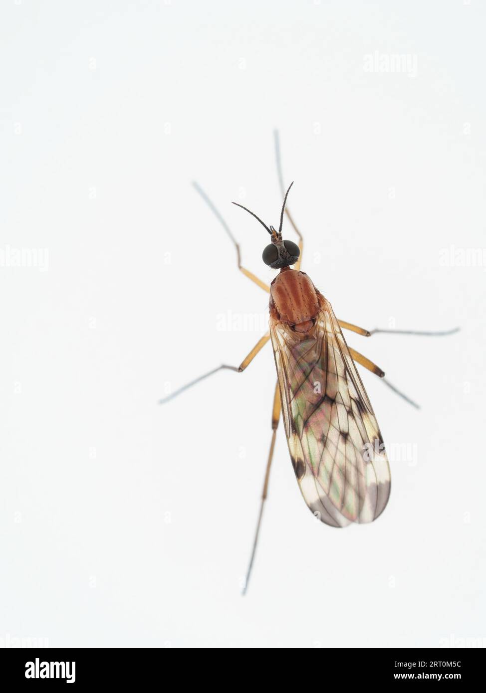 Gnat identified as Sylvicola fenestralis - or Window Gnat - in ...