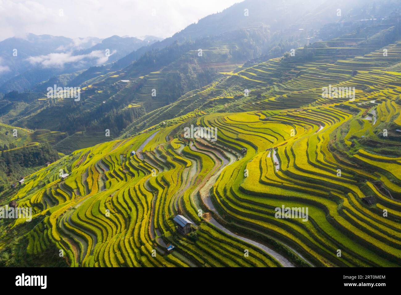 CONGJIANG, CHINA - SEPTEMBER 9, 2023 - Aerial photo shows rice terraces ...