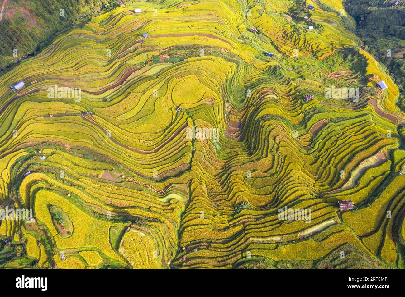 CONGJIANG, CHINA - SEPTEMBER 9, 2023 - Aerial photo shows rice terraces ...