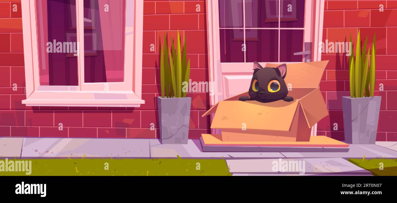 Homeless black cat sitting in cardboard box on house porch in sunny ...
