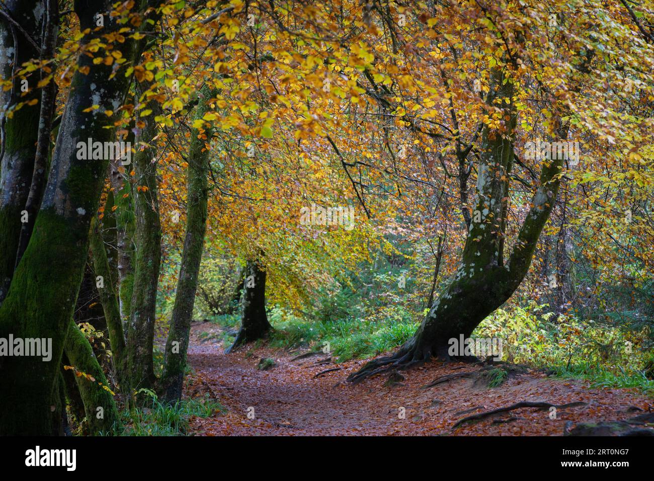 woodland path in The Hermitage. situated in the Tay Forest Park Stock ...