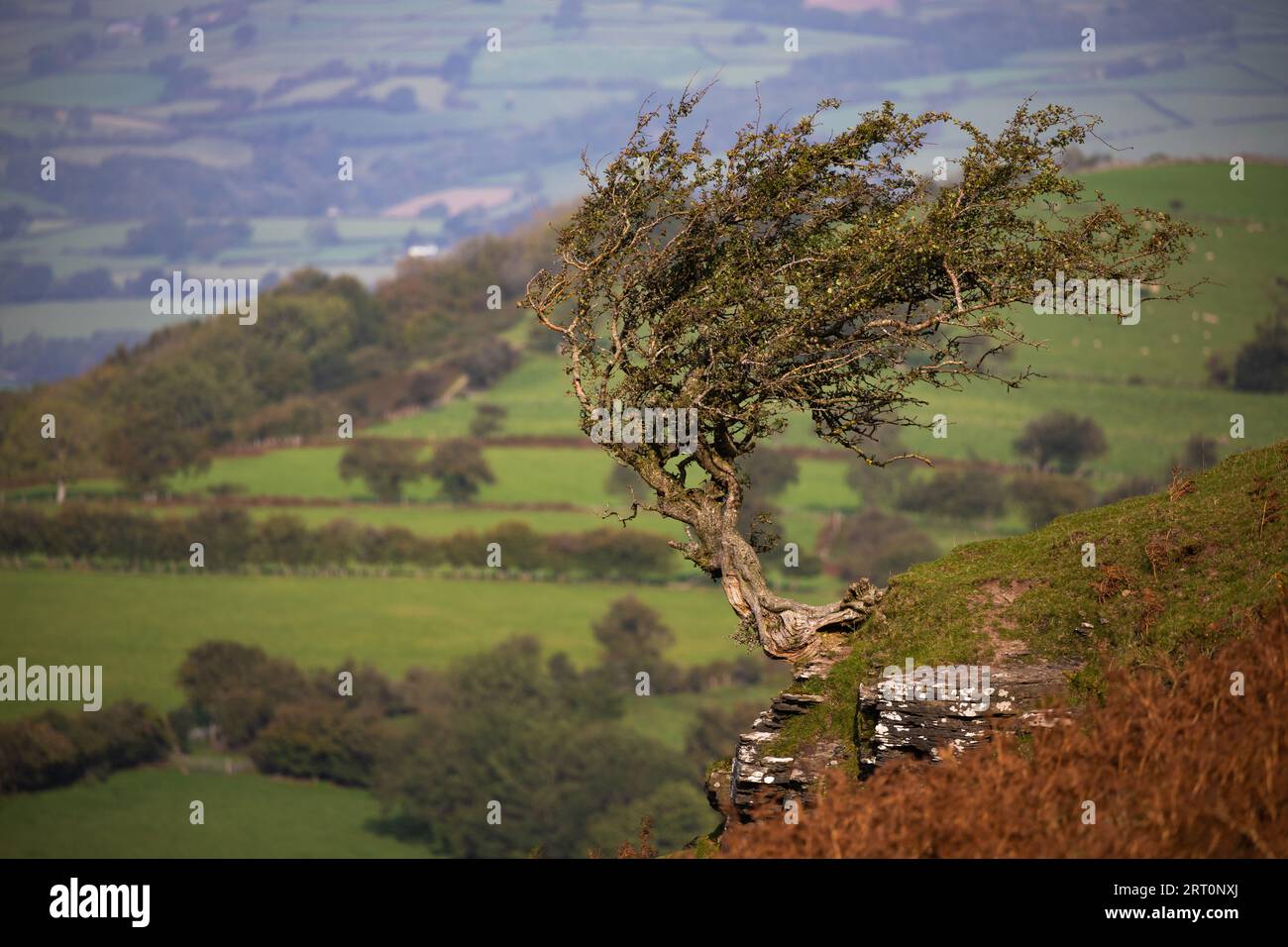 Hay tree hi-res stock photography and images - Alamy