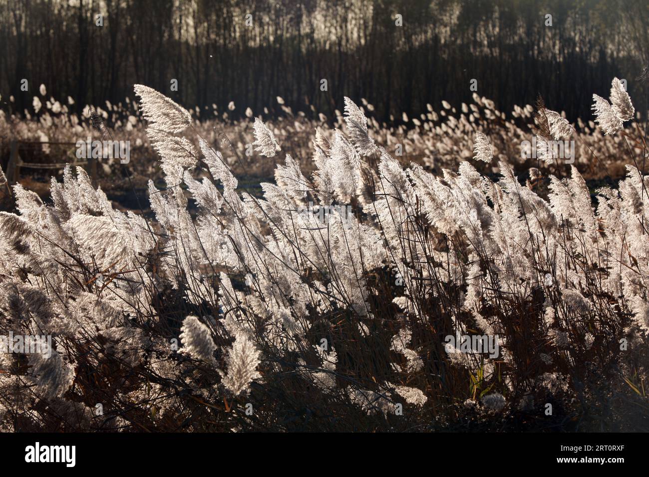 Reed flower in backlight hi-res stock photography and images - Alamy