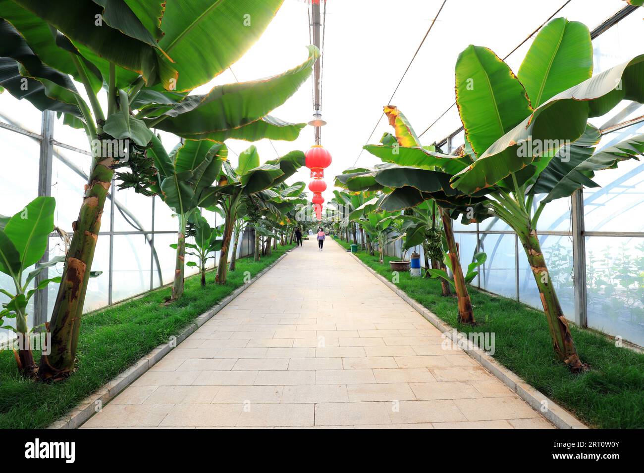 Banana tree in greenhouse, North China Stock Photo - Alamy