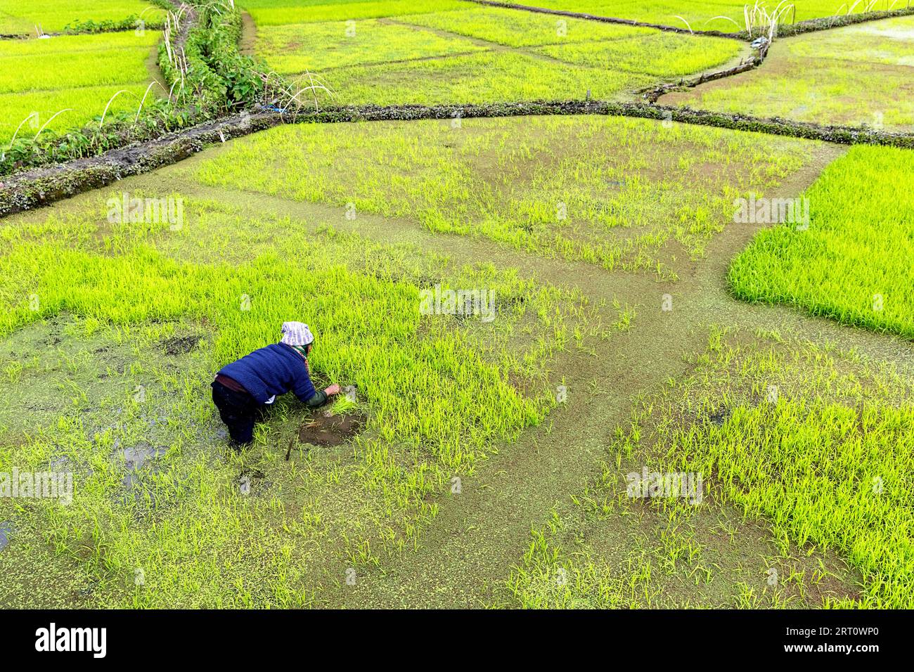 Apatani woman working on rice field (paddy field), Ziro,Arunachal ...