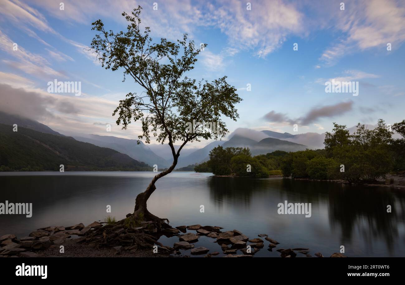 The lonely tree of Llanberis standing at the edge of Llyn Padarn ...
