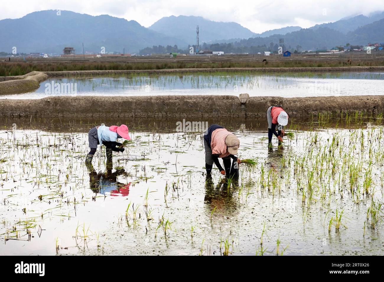 Apatani women working on rice field (paddy field), Ziro,Arunachal ...