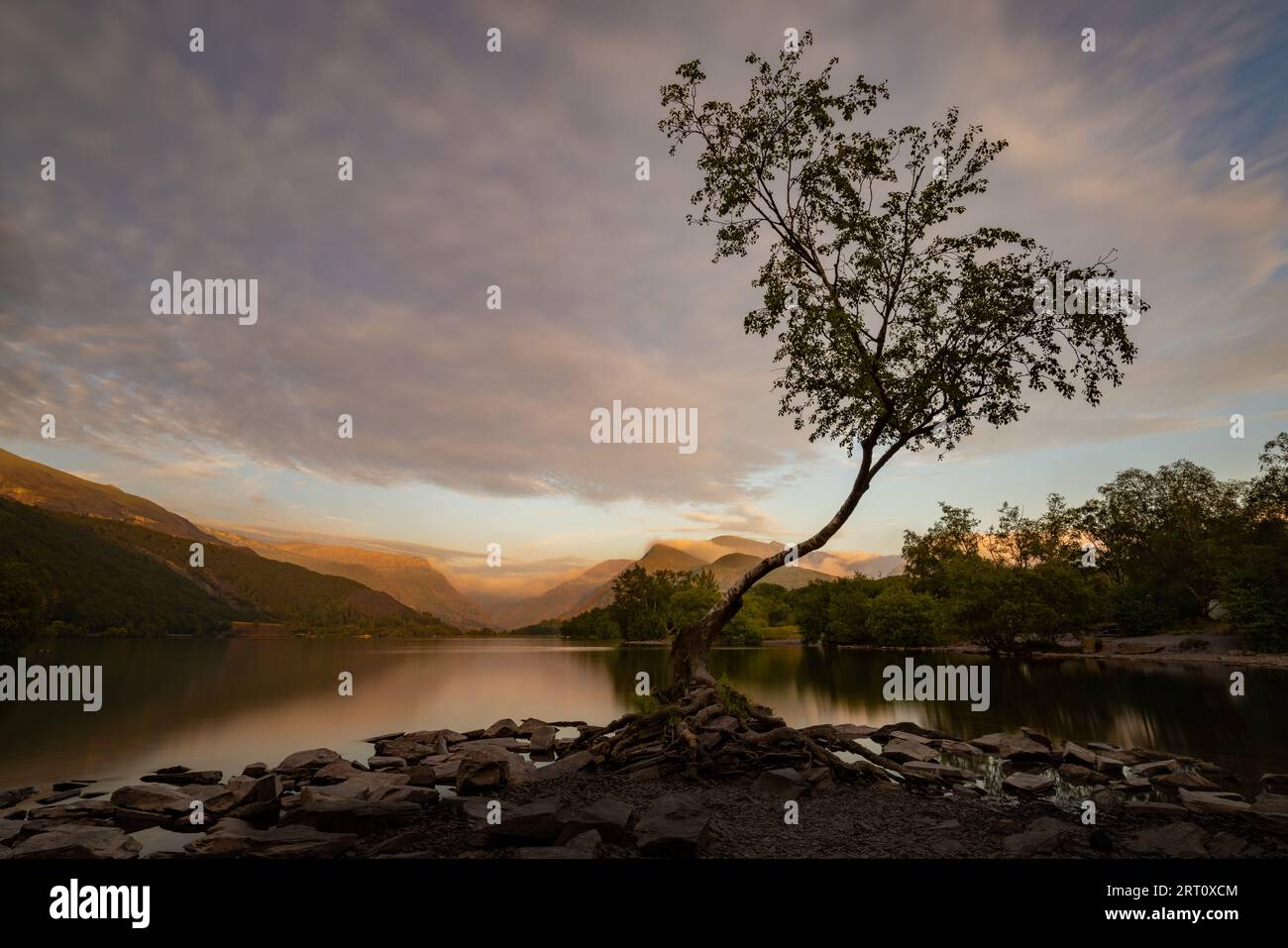 The lonely tree of Llanberis standing at the edge of Llyn Padarn ...
