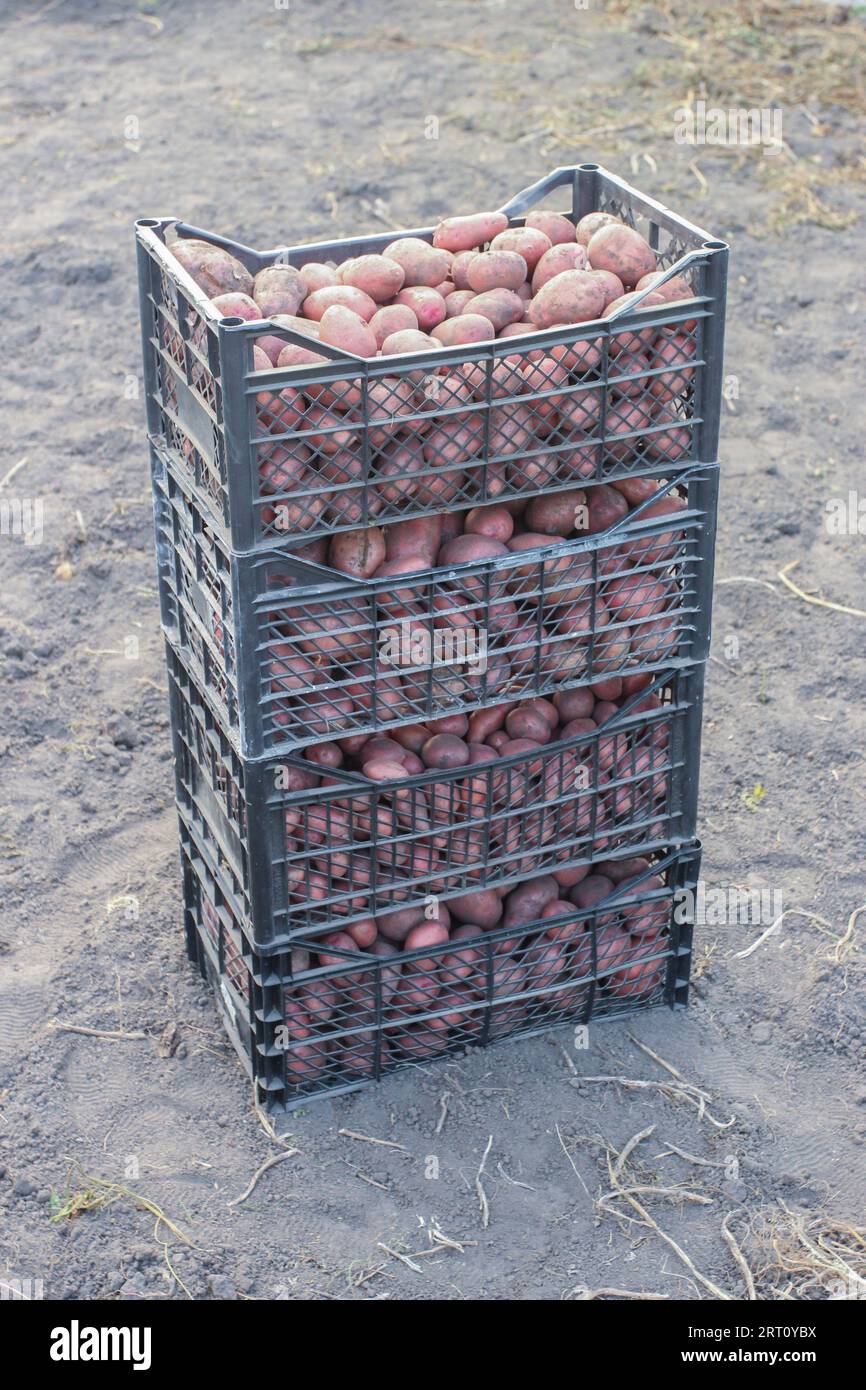 Freshly dug red potatoes in plastic crates in a farmer's field Stock ...