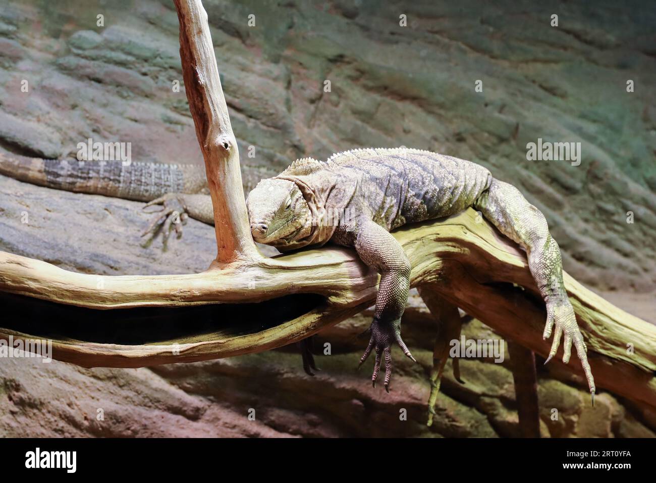 Monitor lizard lying on a tree branch Stock Photo - Alamy
