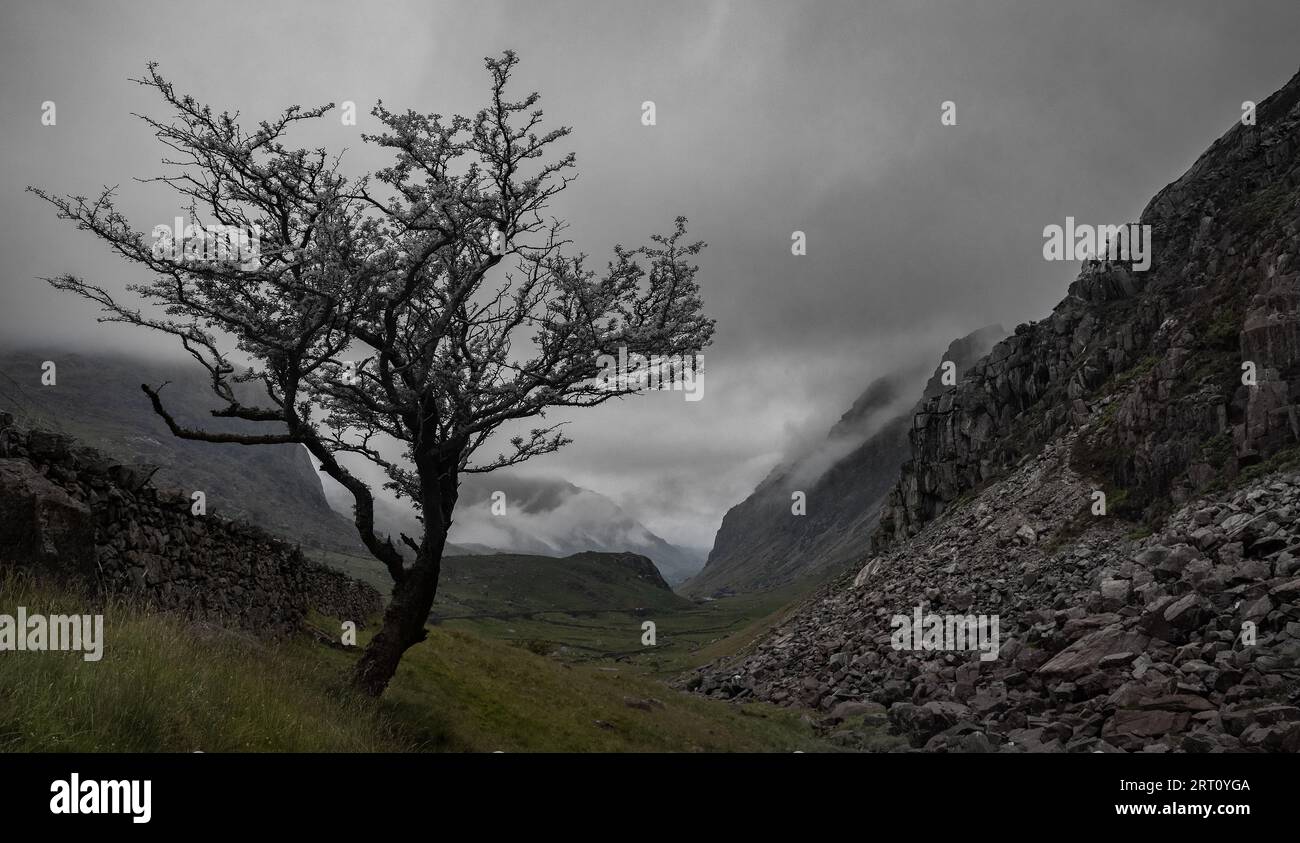 Lone tree at the side of the road into Glencoe, Scotland, UK Stock ...
