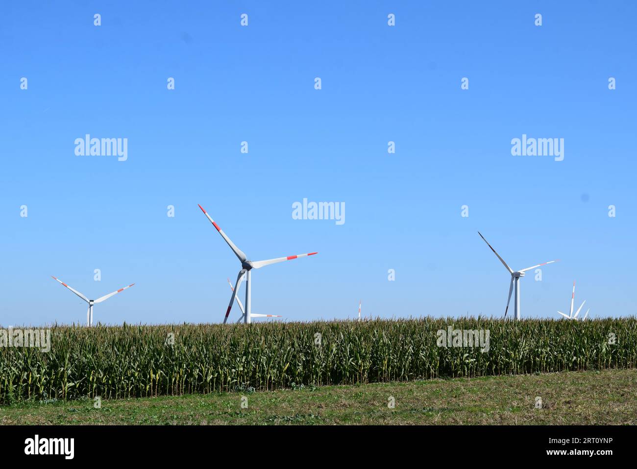 wind power plants behind a corn field Stock Photo - Alamy