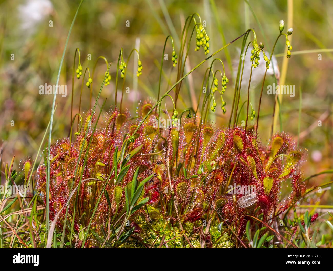 Mesotrophic hi-res stock photography and images - Alamy