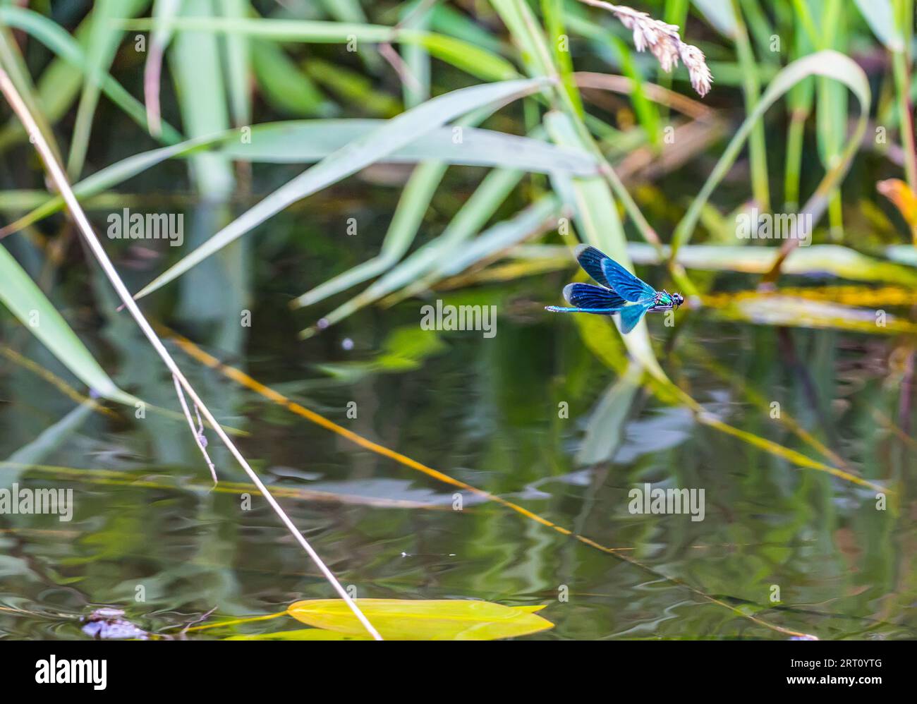 A Broad-winged damselflies, male (Calopteryx splendens, Calopterygidae ...