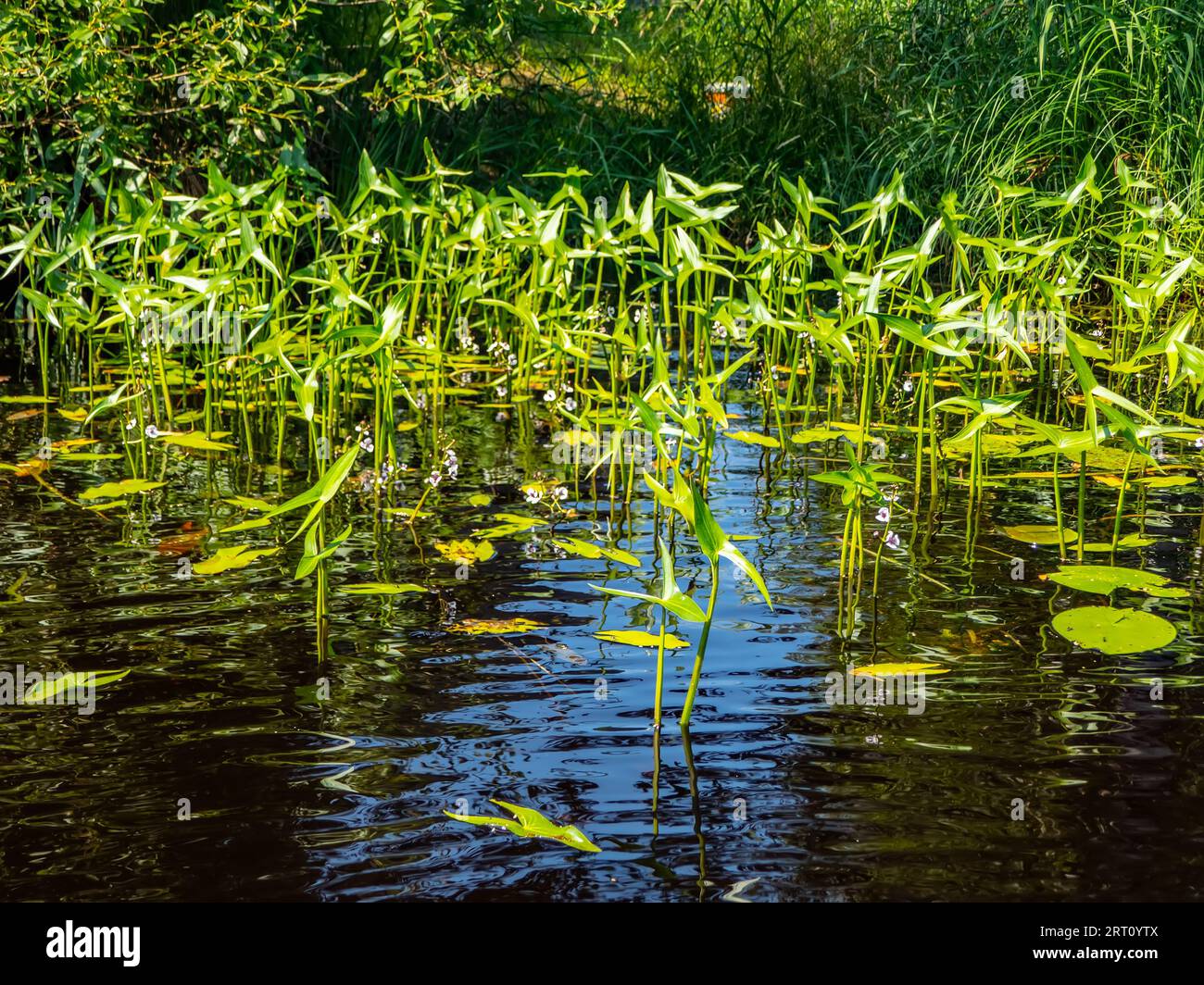 Thickets of Old-World arrowhead (Sagittaria sagittifolia) in river ...
