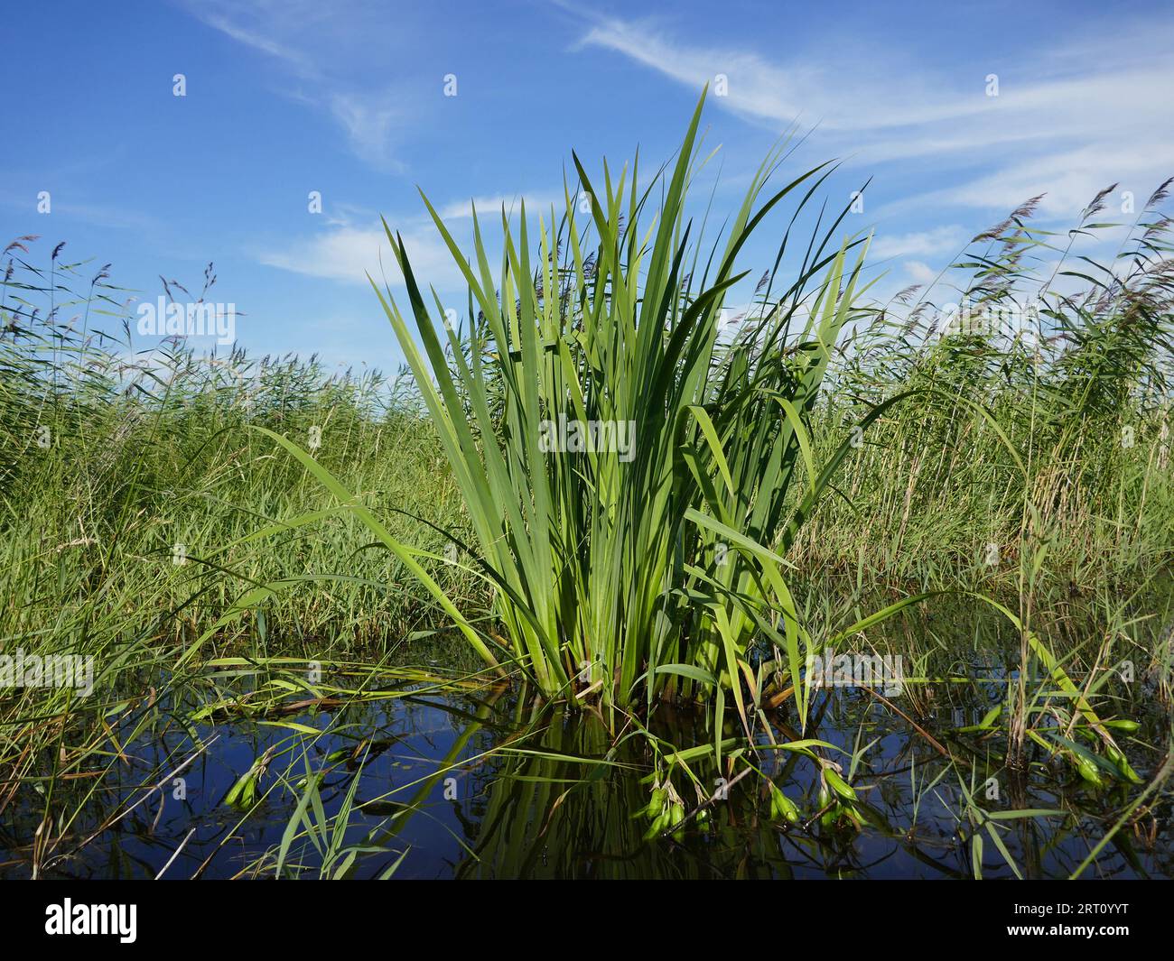 Limnodium. Yellow blueflag (Iris pseudacorus). Plant with fruits on ...