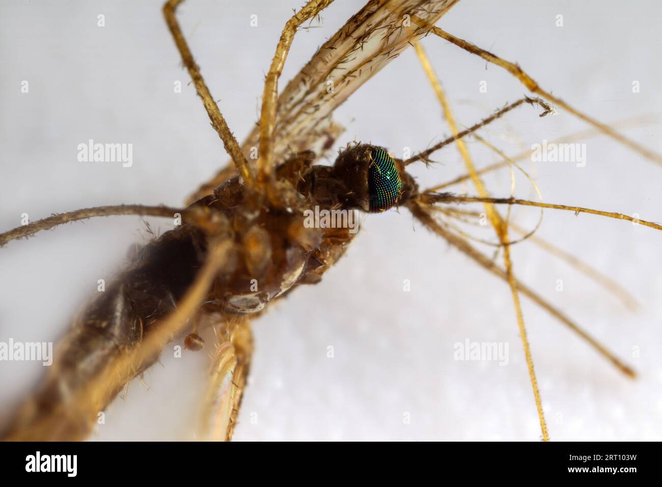 Mosquito kill swat hand hi-res stock photography and images - Alamy