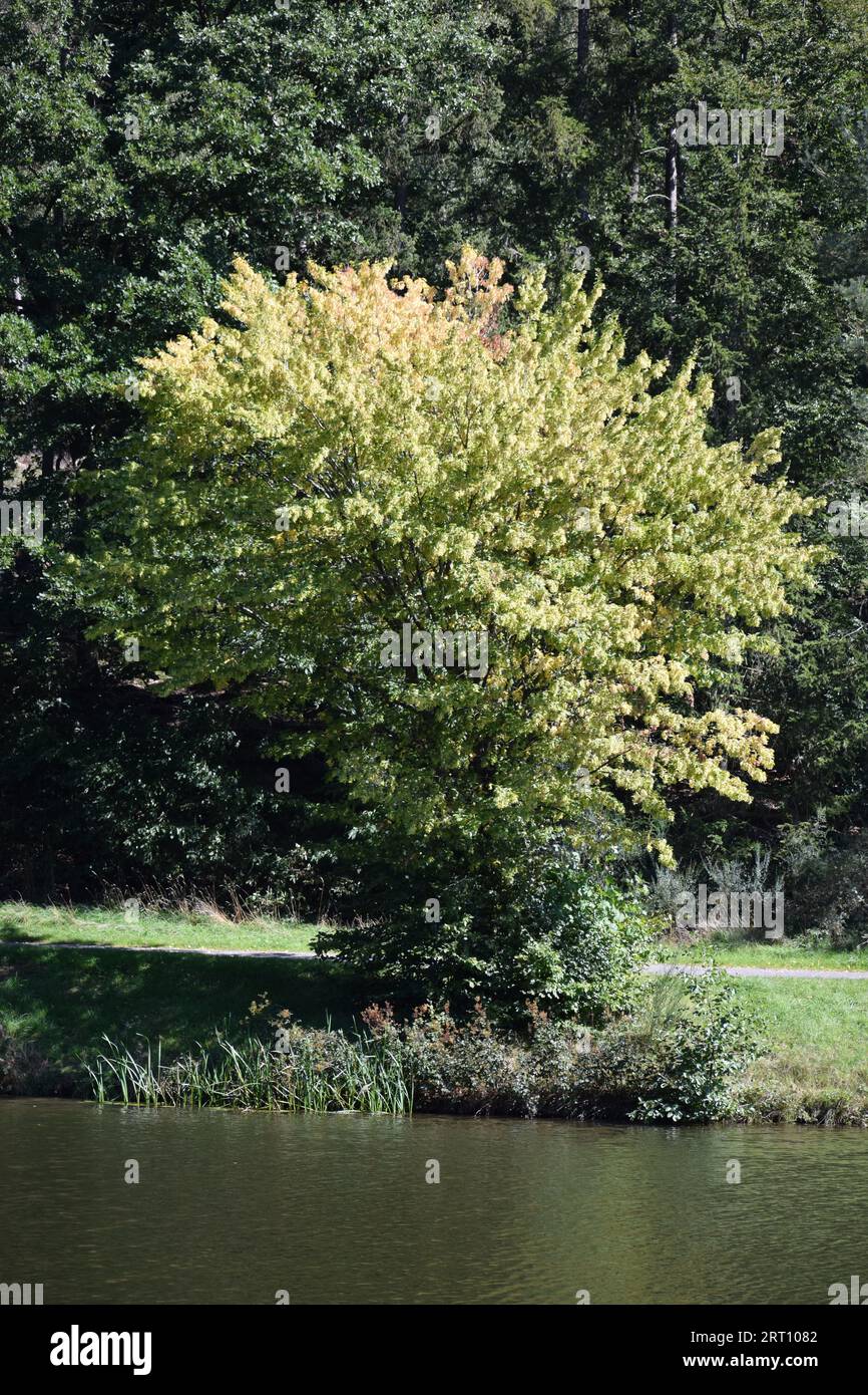 autumn tree at the water Stock Photo - Alamy