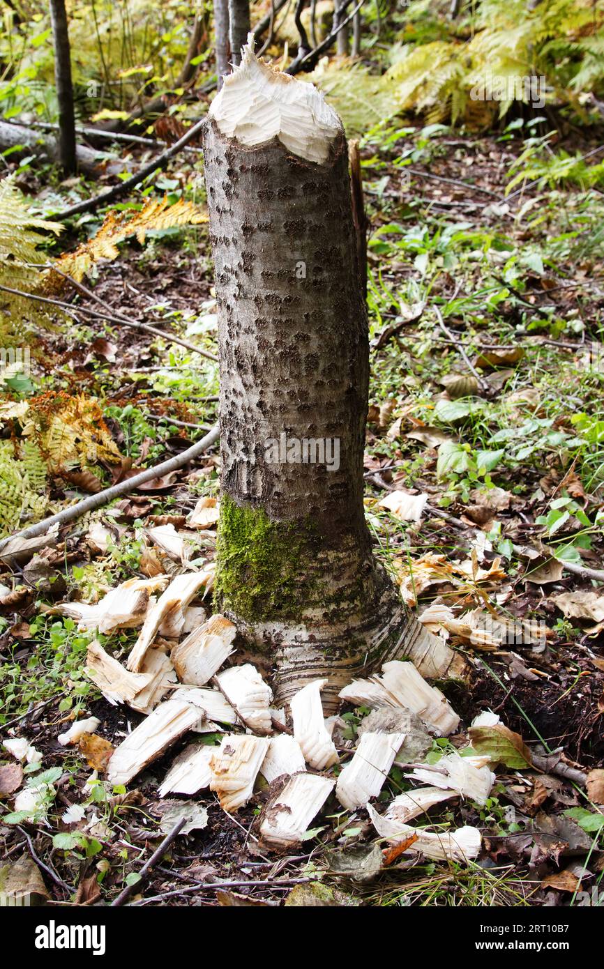 A stump of aspen piled by beavers. Such aspen old beaver fells in five ...