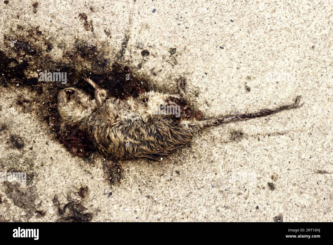 Dead rat on the ground. Crushed rodent on the ground Stock Photo - Alamy