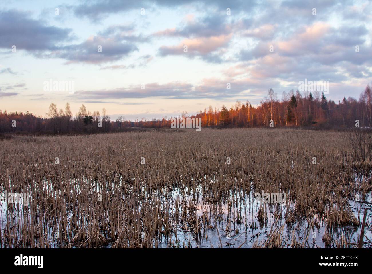 Spring in a lowland swamp in the boreal forest of northeast Europe ...