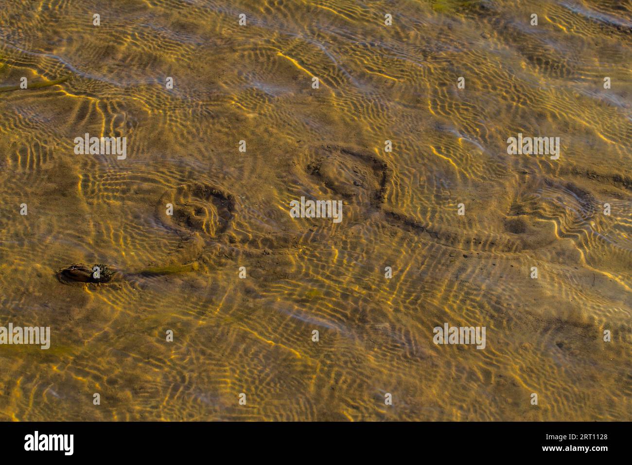 Drying lake. Bivalves, Swan mussel (Anodonta cygnea) have made circular ...