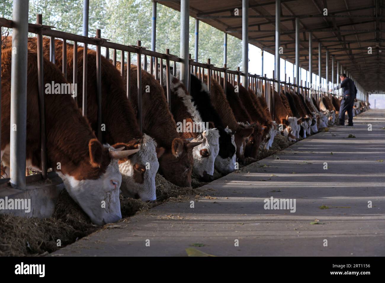 Meat industry cattle enclosure hi-res stock photography and images - Alamy