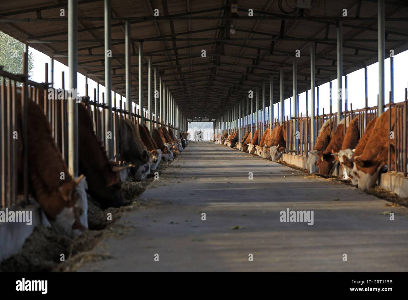 Lean beef cattle in farms, North China Stock Photo - Alamy