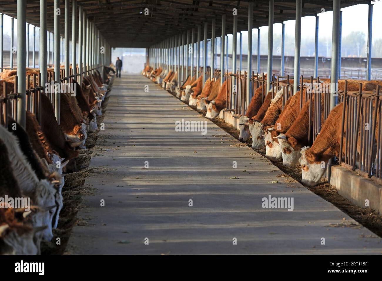 Lean beef cattle in farms, North China Stock Photo - Alamy