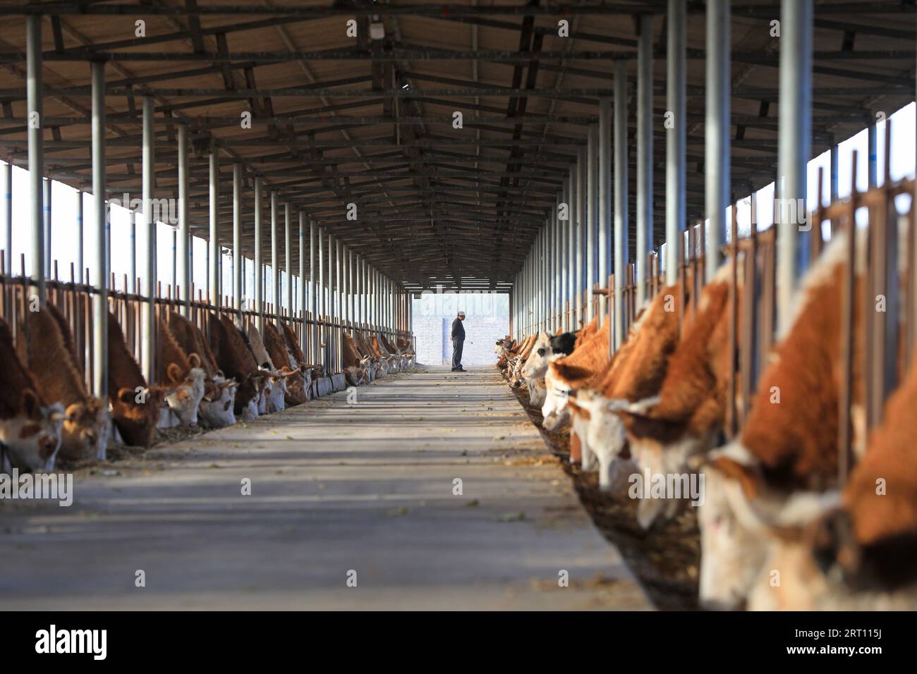 Lean beef cattle in farms, North China Stock Photo - Alamy
