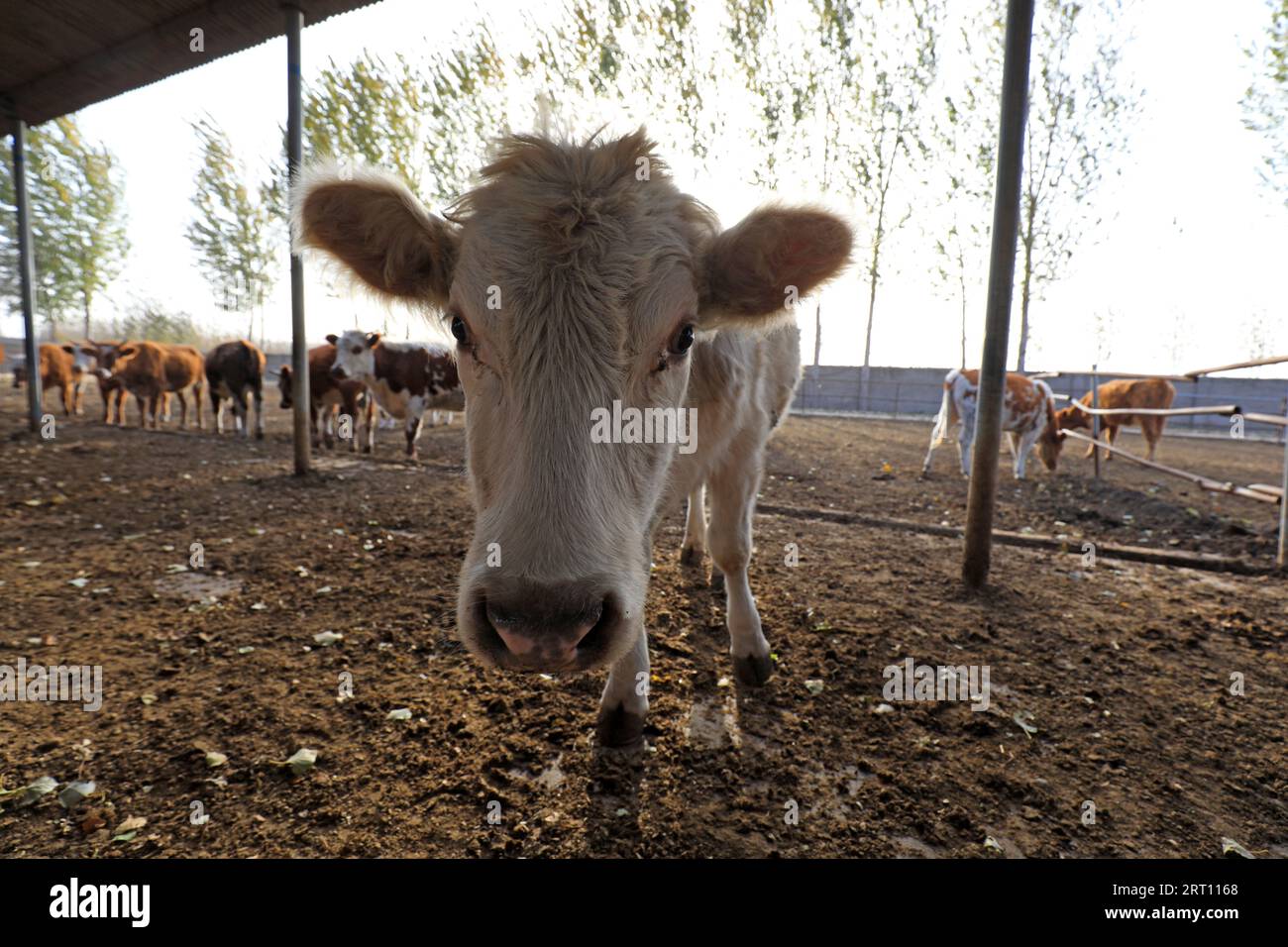 Lean beef cattle in farms, North China Stock Photo - Alamy