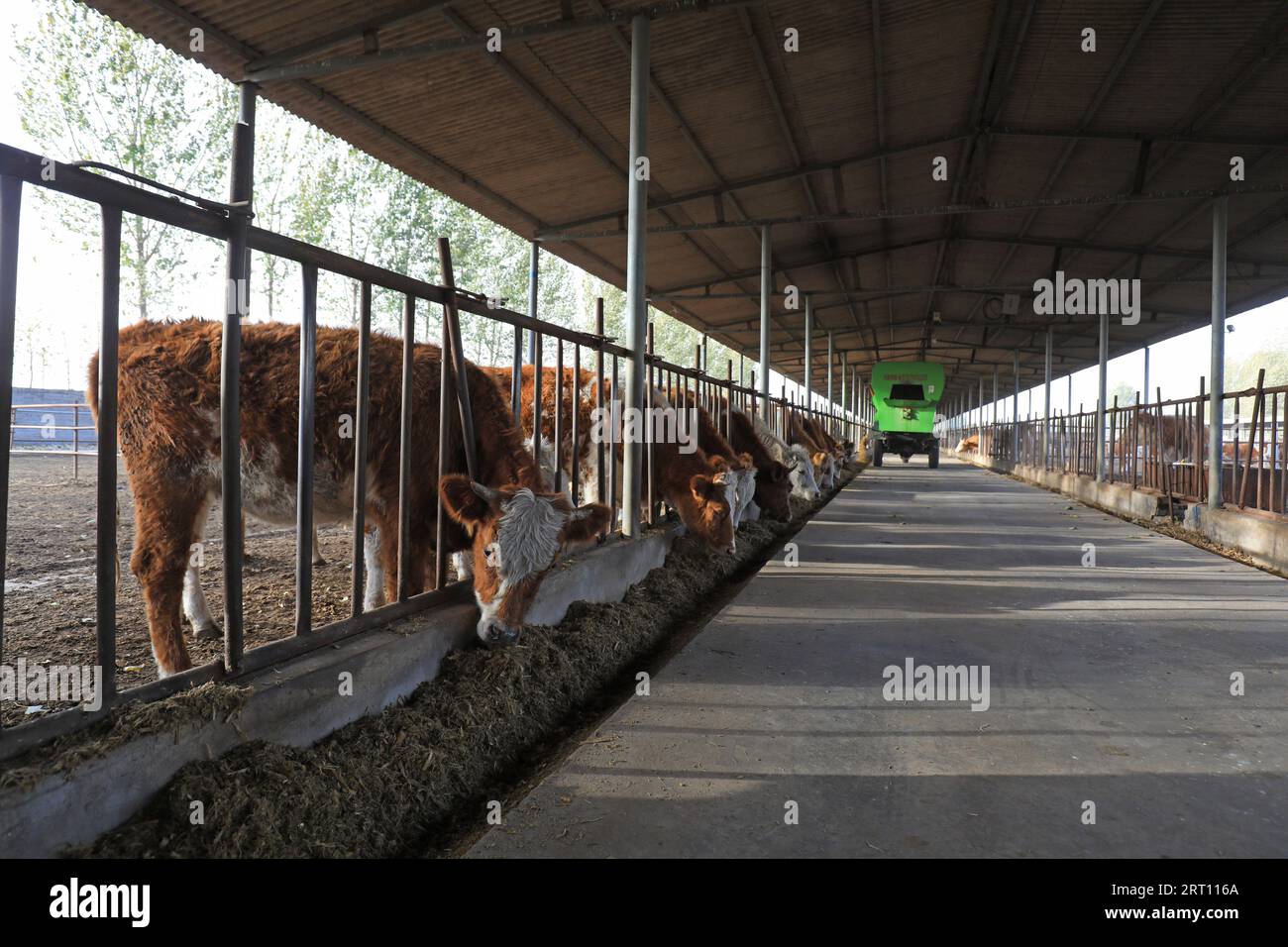 Lean beef cattle in farms, North China Stock Photo - Alamy