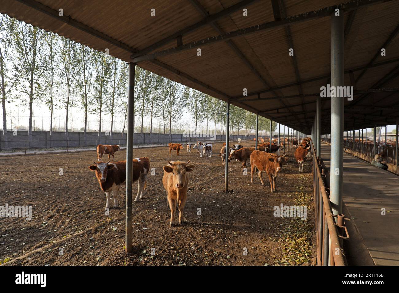 Lean beef cattle in farms, North China Stock Photo - Alamy